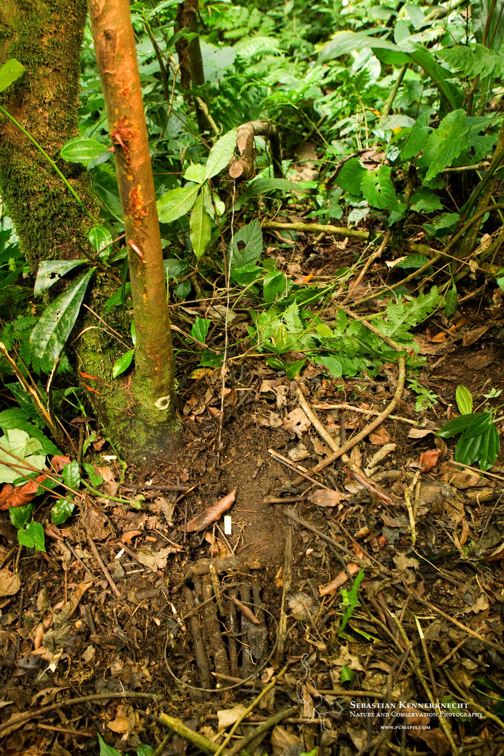 American Society of Primatologists | Kibale snare removal program