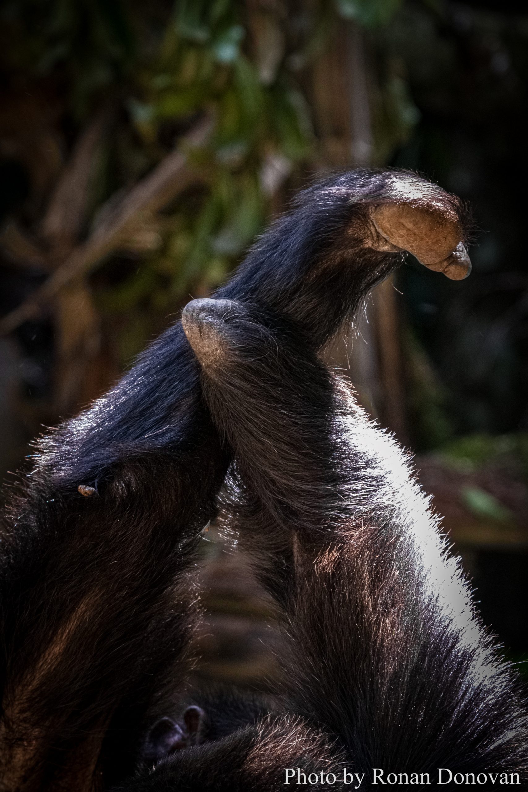 American Society of Primatologists | Kibale snare removal program