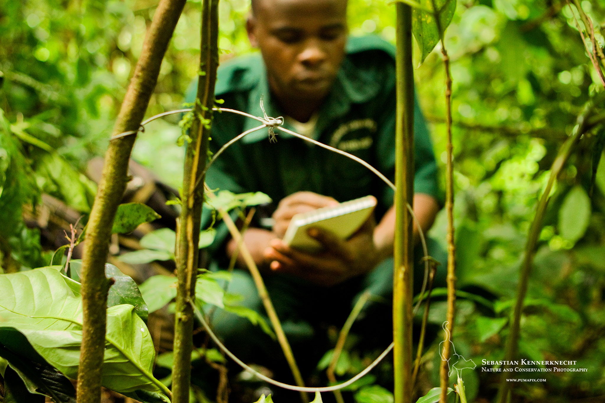 American Society of Primatologists | Kibale snare removal program