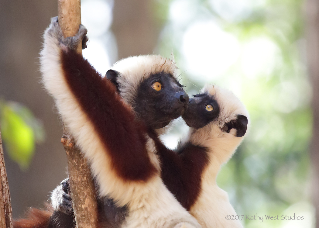 Contact Us - American Society of Primatologists