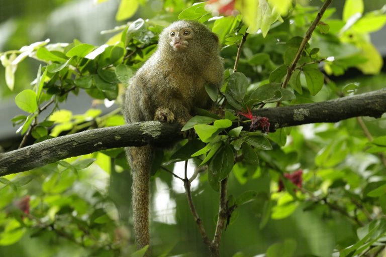 American Society of Primatologists | Marmoset wasting syndrome – an ...