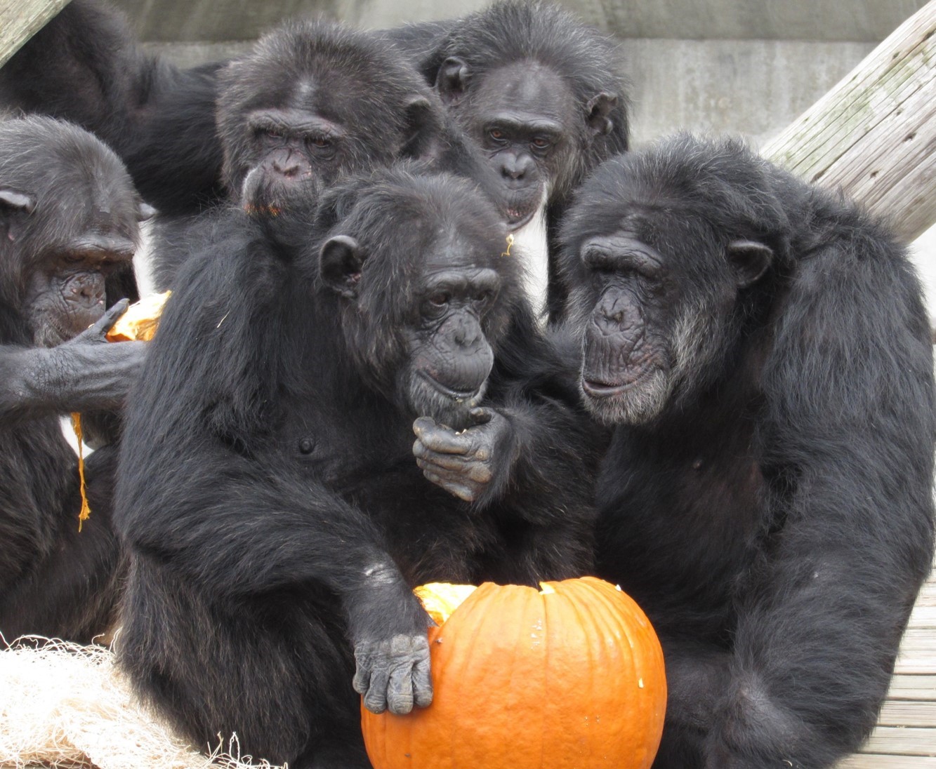 ASP Primate Welfare Award (2018): Chimpanzee group size and composition ...