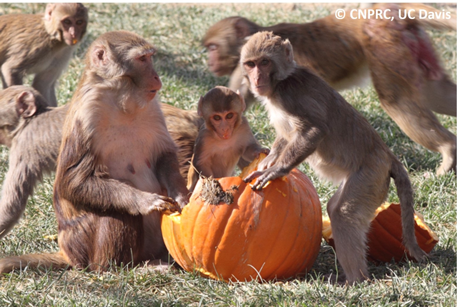 American Society of Primatologists | Personality, the environment, and ...