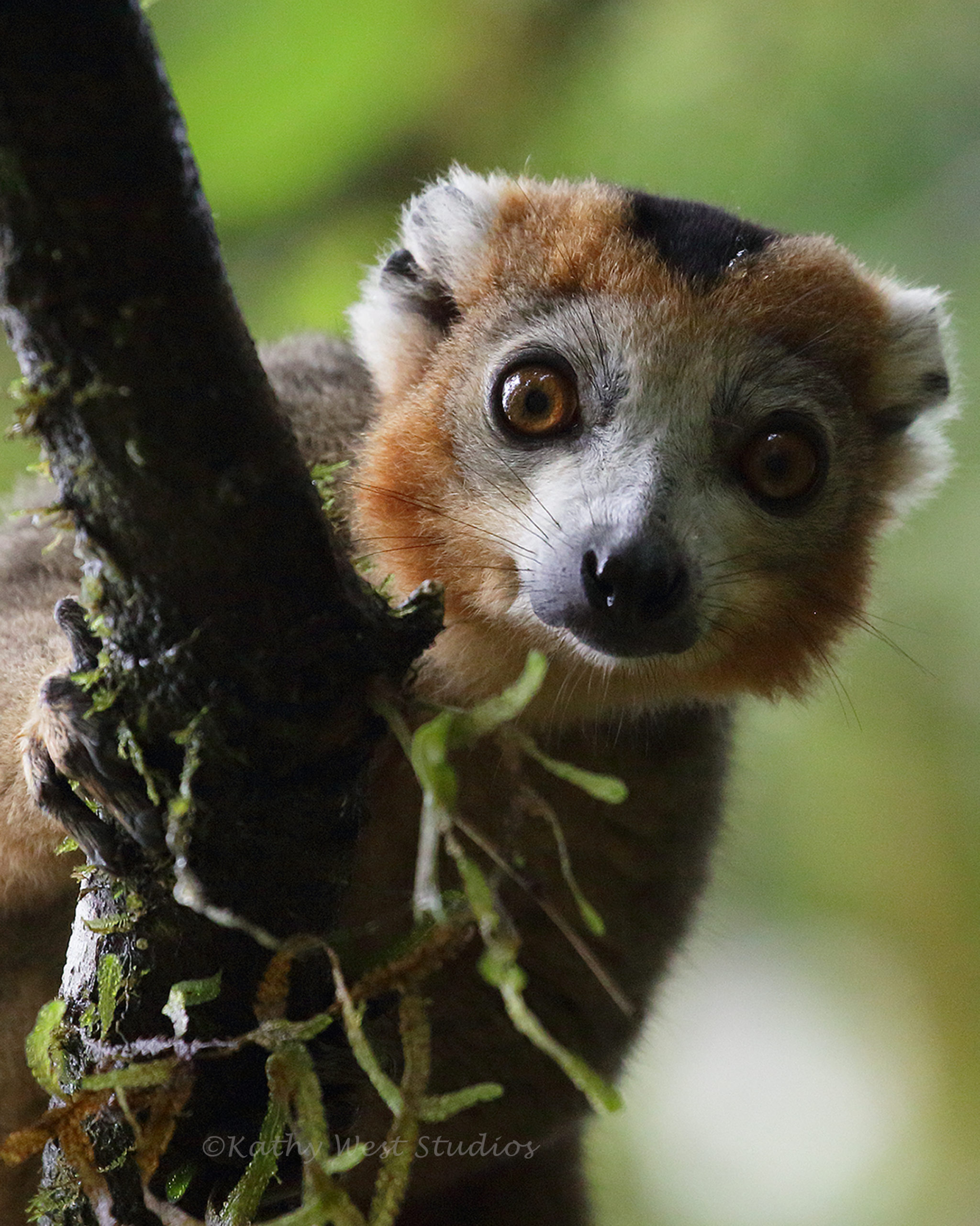 Home - American Society of Primatologists