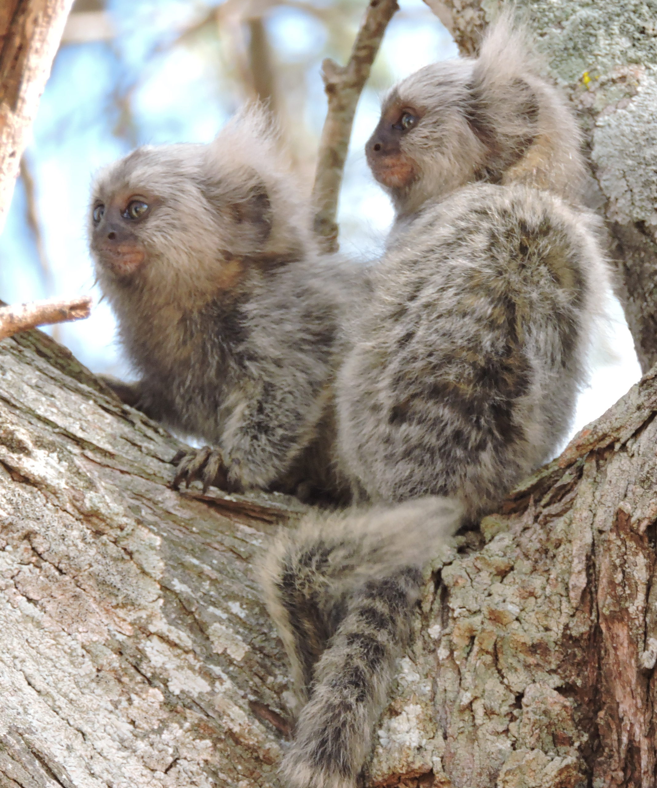American Society of Primatologists | ASP Conservation Action Network ...