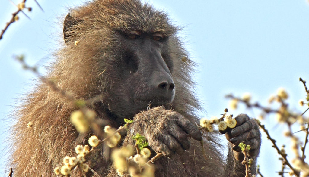 American Society of Primatologists | Saving Primates Where They Live ...