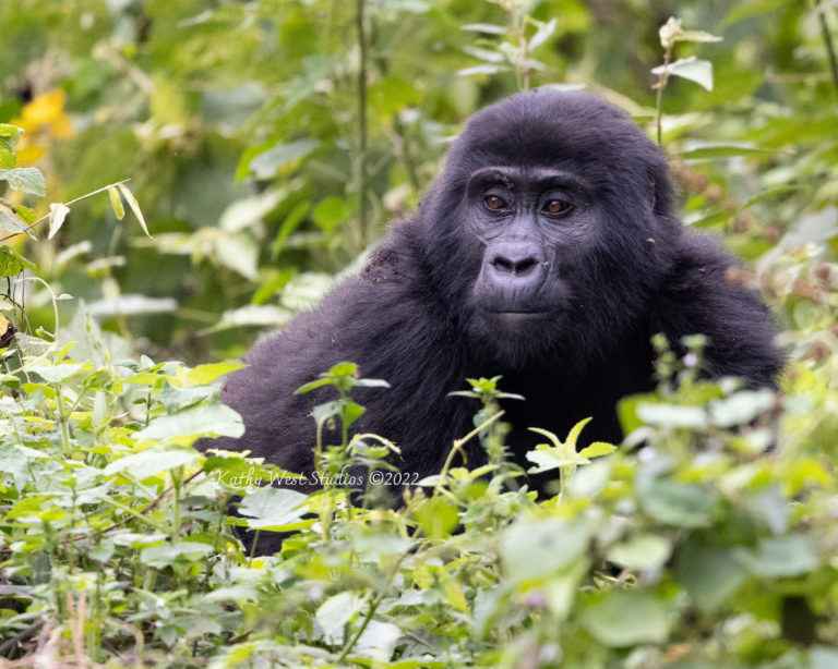 Home - American Society of Primatologists