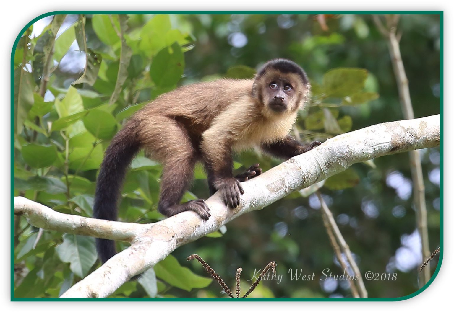 Distinguished Service Award - American Society of Primatologists