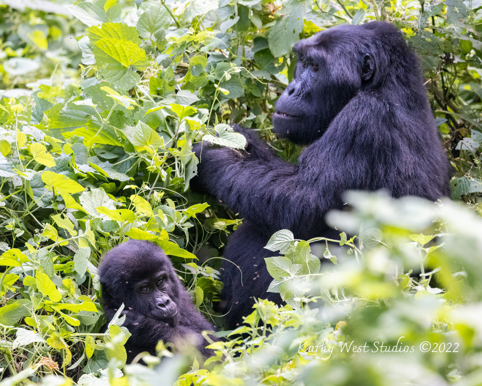 ASP Grants - American Society of Primatologists