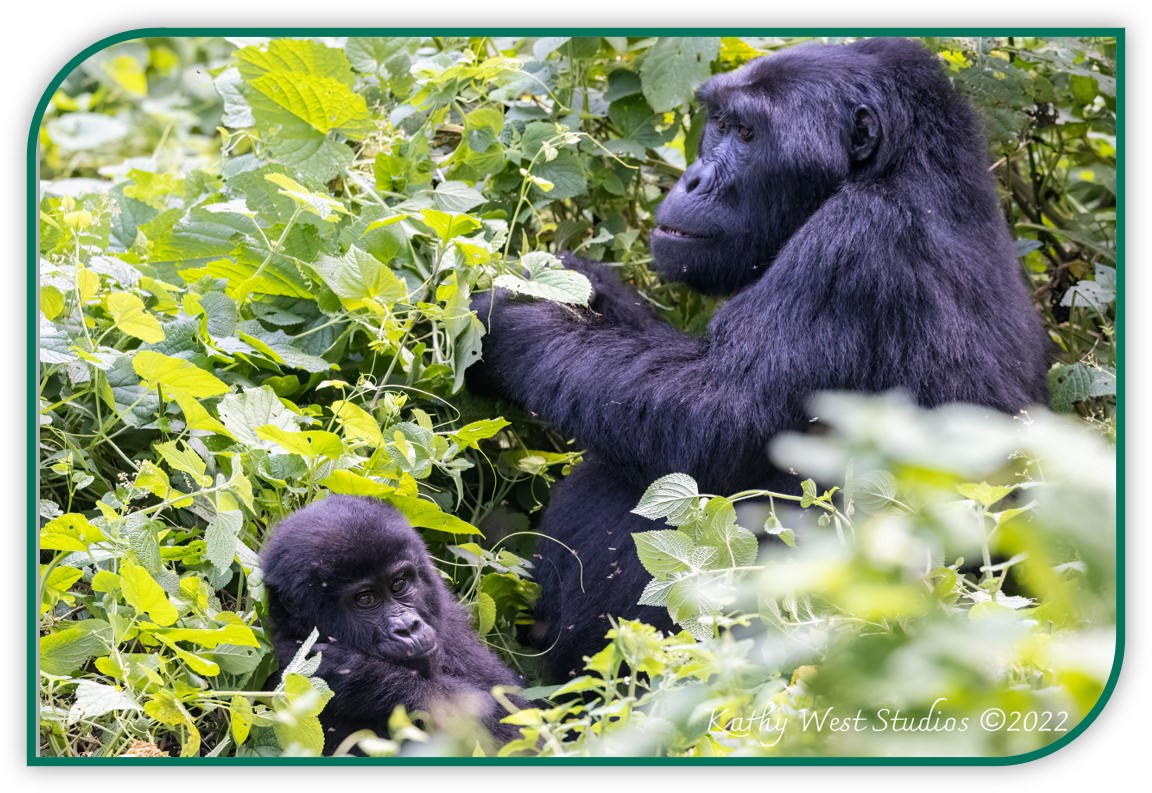 ASP Melinda Novak Primate Welfare Grant - American Society of ... ASP Melinda Novak Primate Welfare Grant - American Society of ...