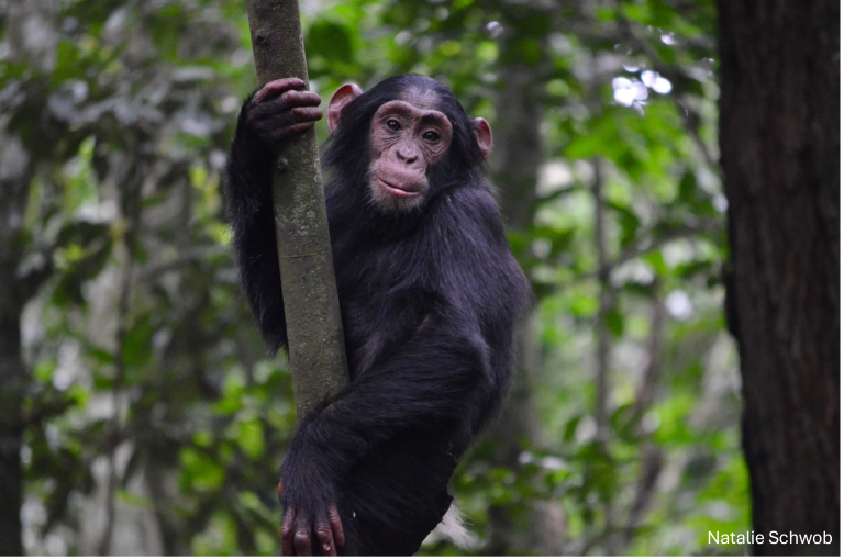 About ASP - American Society of Primatologists