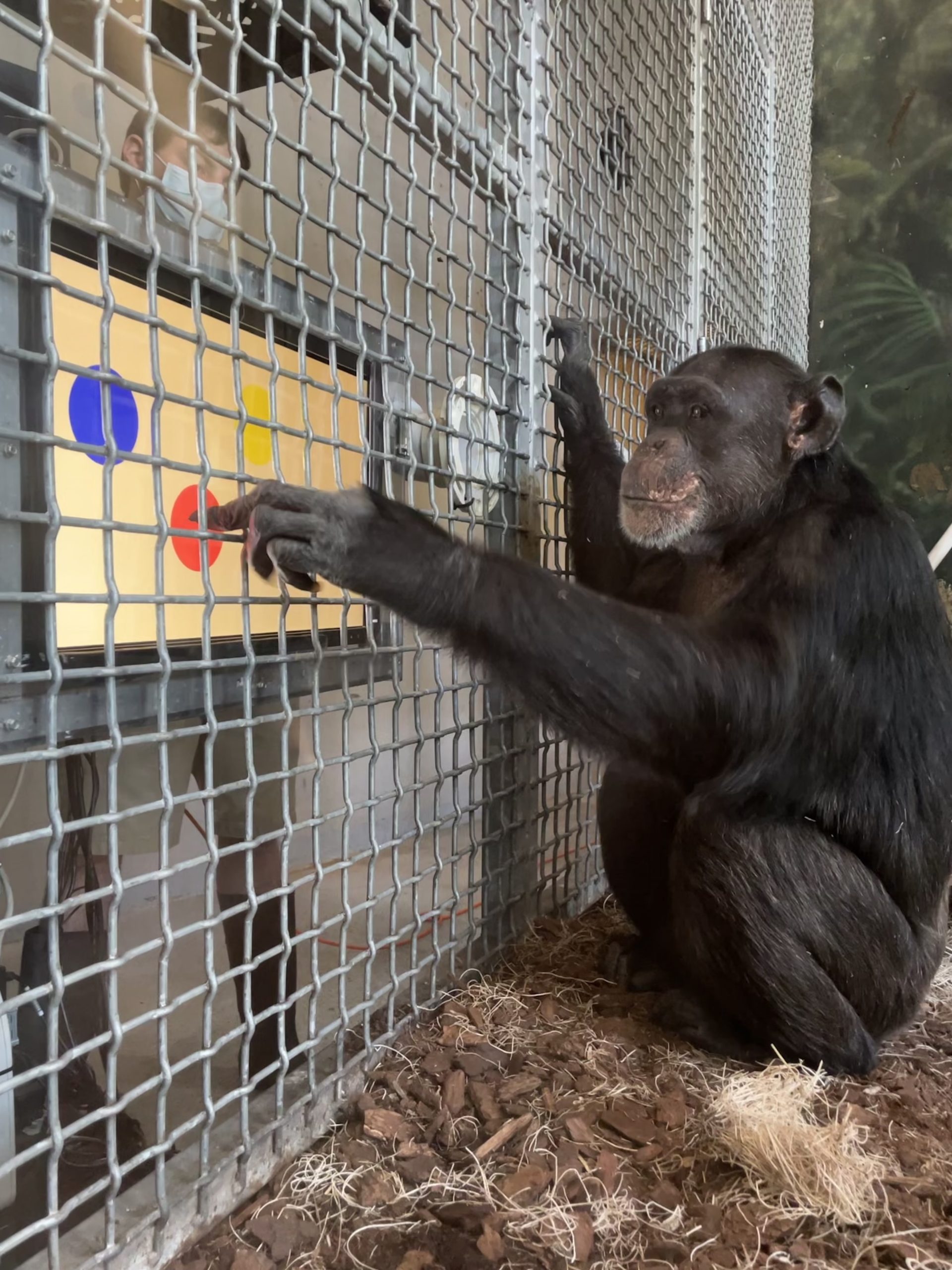 Using Touchscreens with Nonhuman Primates - American Society of ...