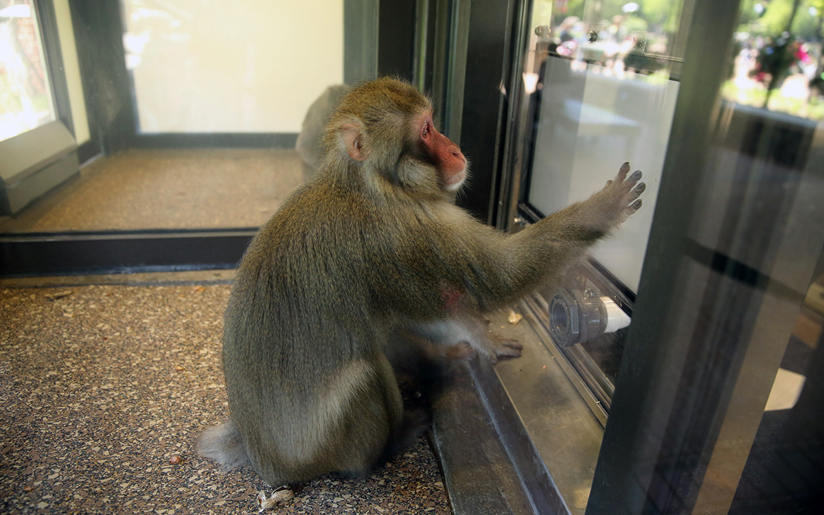 Using Touchscreens with Nonhuman Primates - American Society of ...