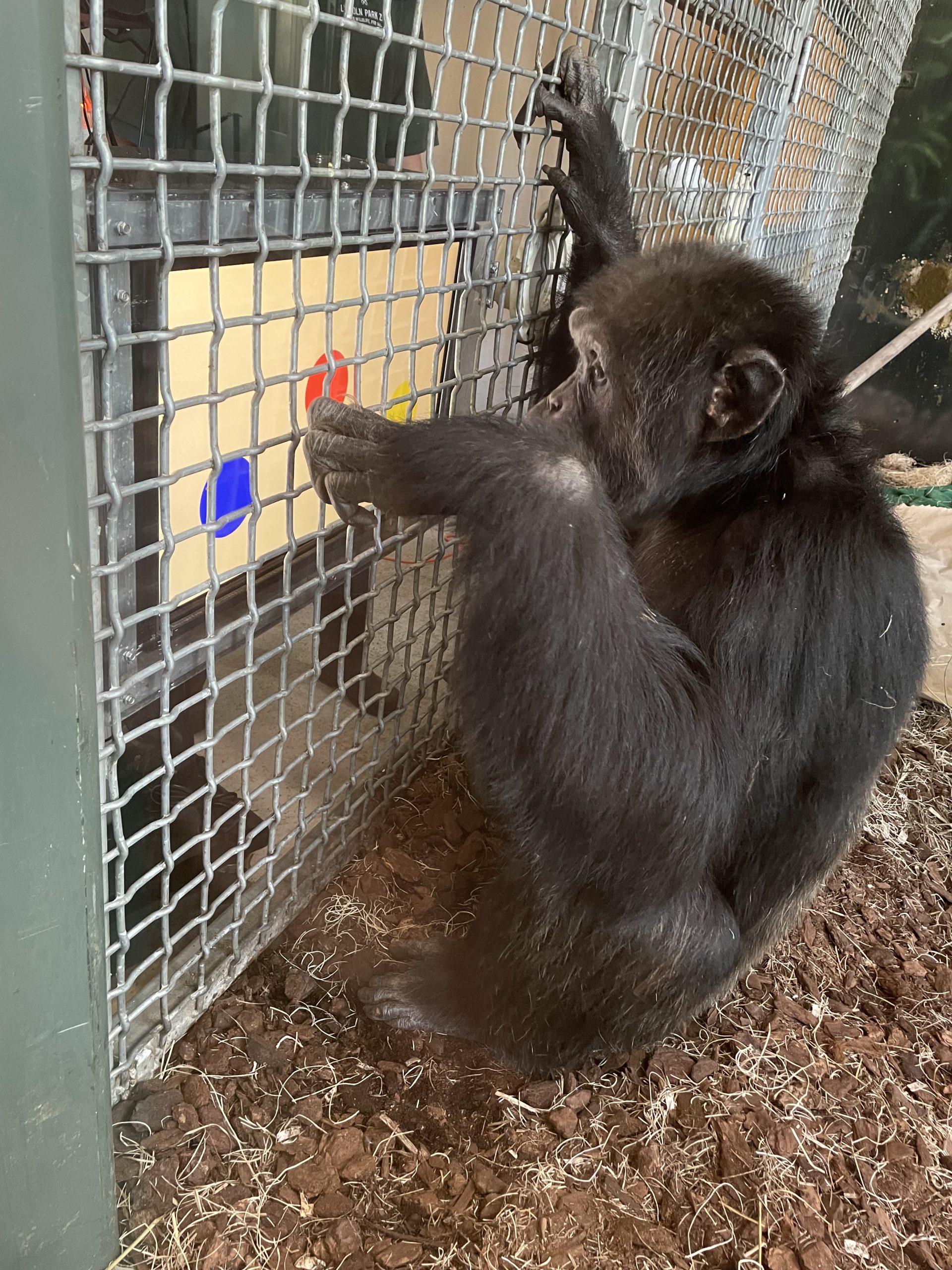 Using Touchscreens with Nonhuman Primates - American Society of ...