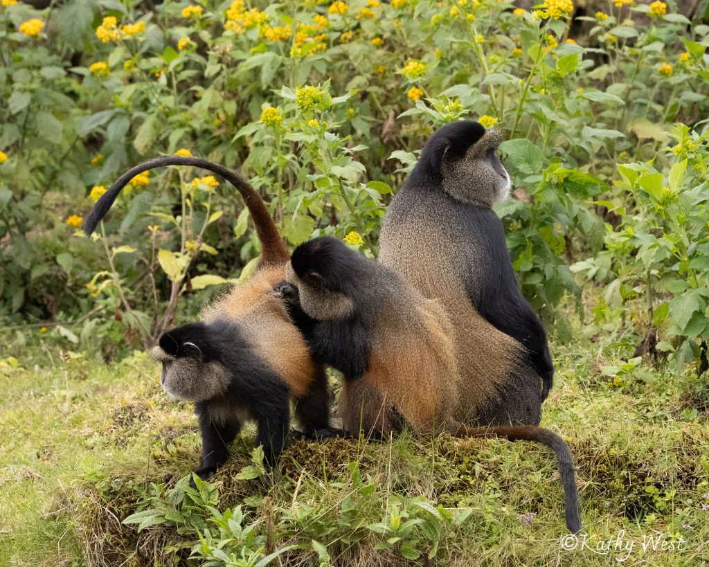 ASP Grants - American Society of Primatologists