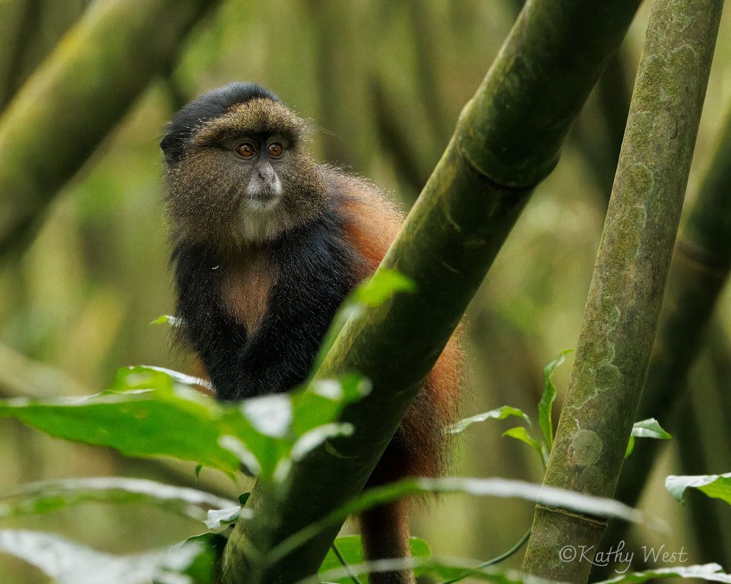 Home - American Society of Primatologists