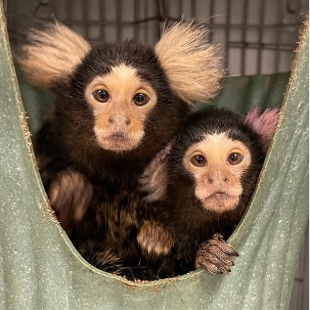 American Society of Primatologists | ASP Melinda Novak Welfare Grant ...