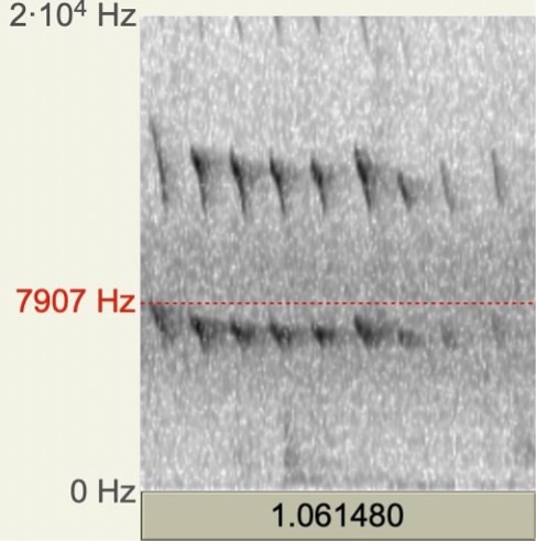 American Society of Primatologists | ASP Melinda Novak Welfare Grant ...
